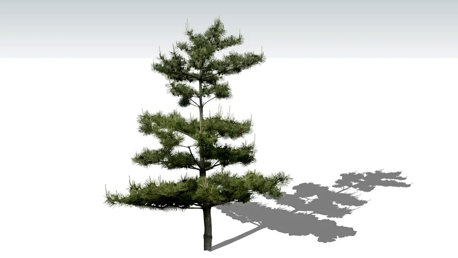 Pine (Pinus) 2D tree 3d model