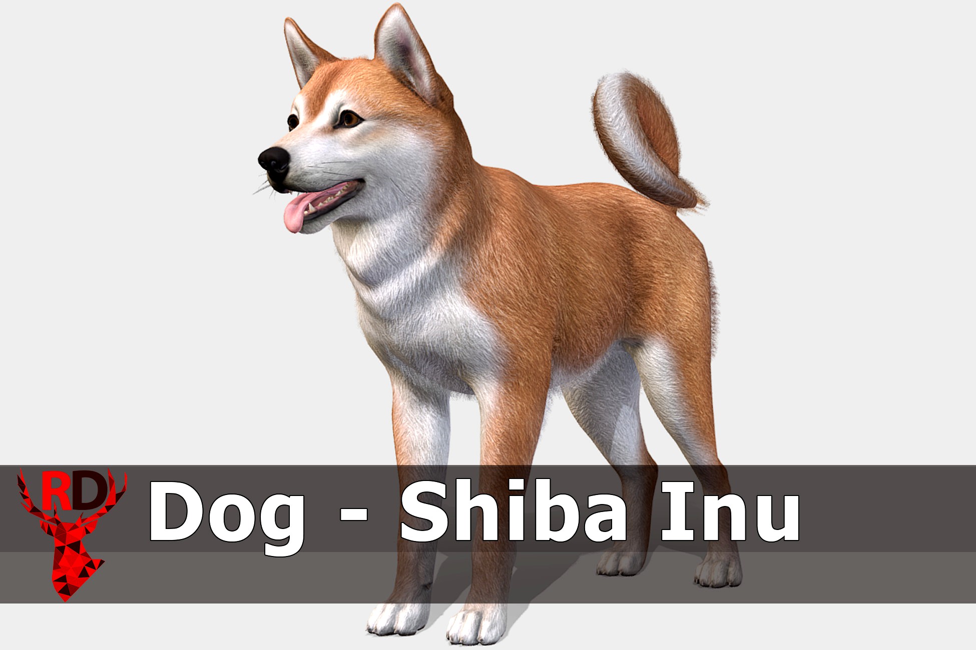 Dog - Shiba Inu 3d model