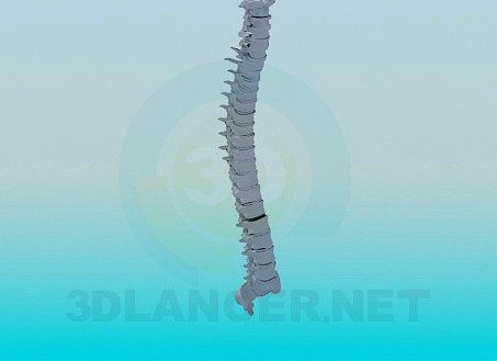 3D Model Human spine