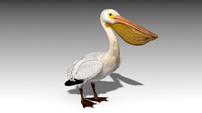 Pelican 3d model
