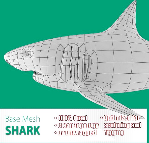 Shark Base Mesh3d model