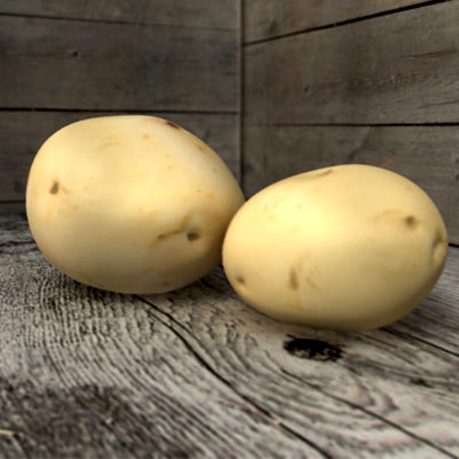 Young potato spud 3d model