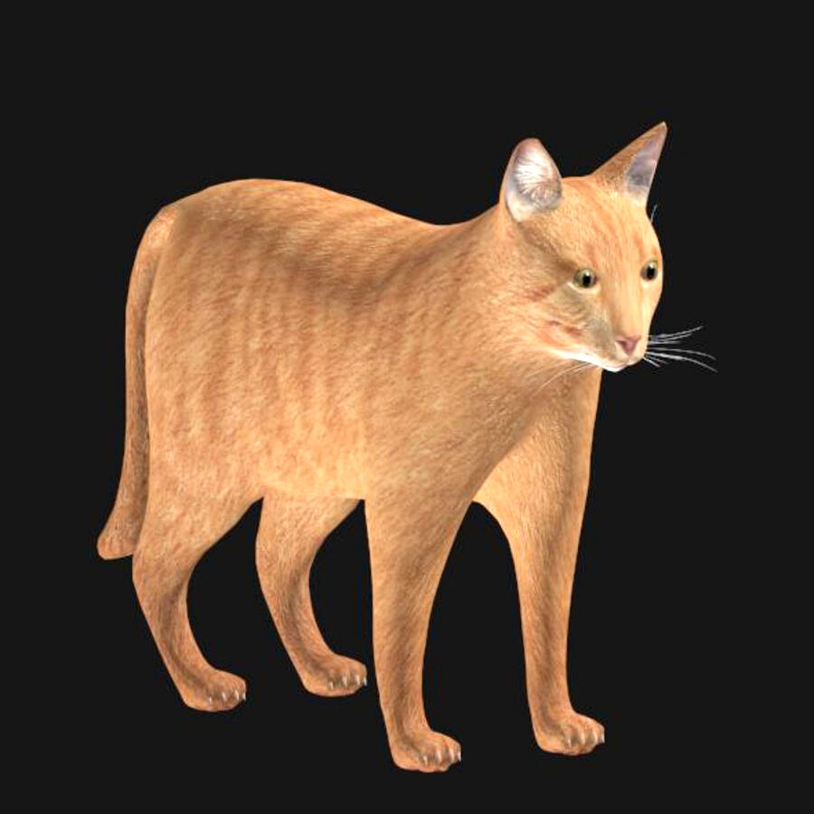 Domestic cat 3d model