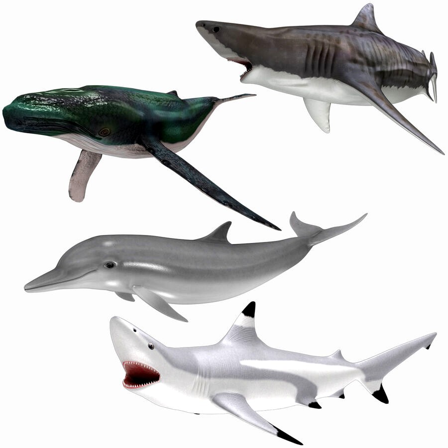Aquatic Animals (ANIMATED) Collection 3d model