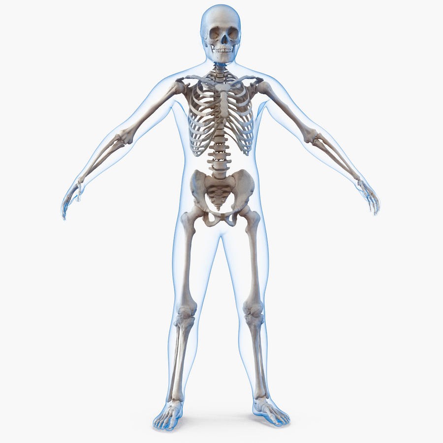 Male Body with Skeleton 3d model