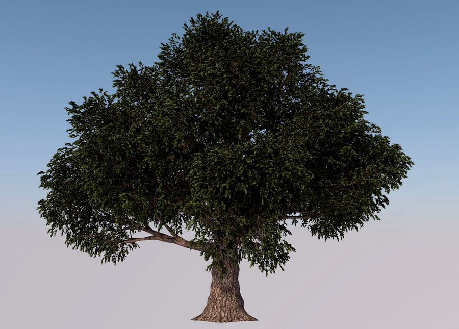 Beech tree 3d Model