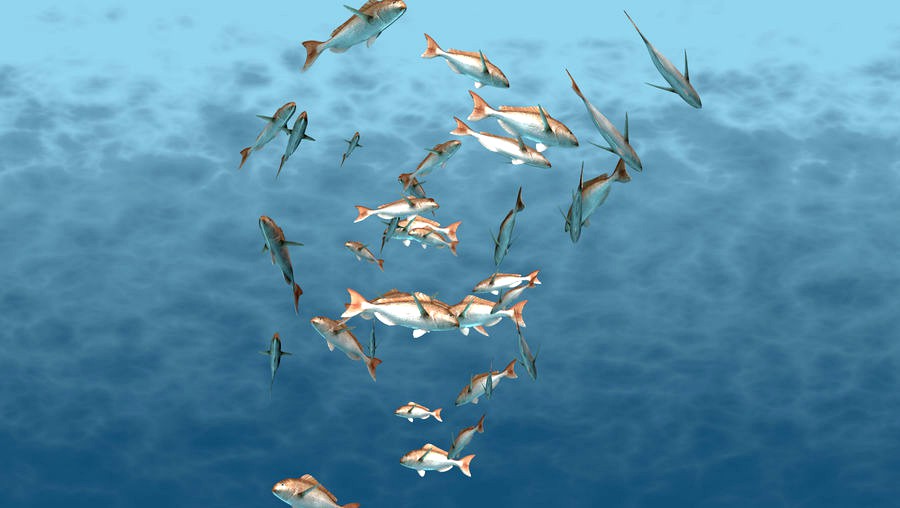 school of fish animated and rigged 3d model