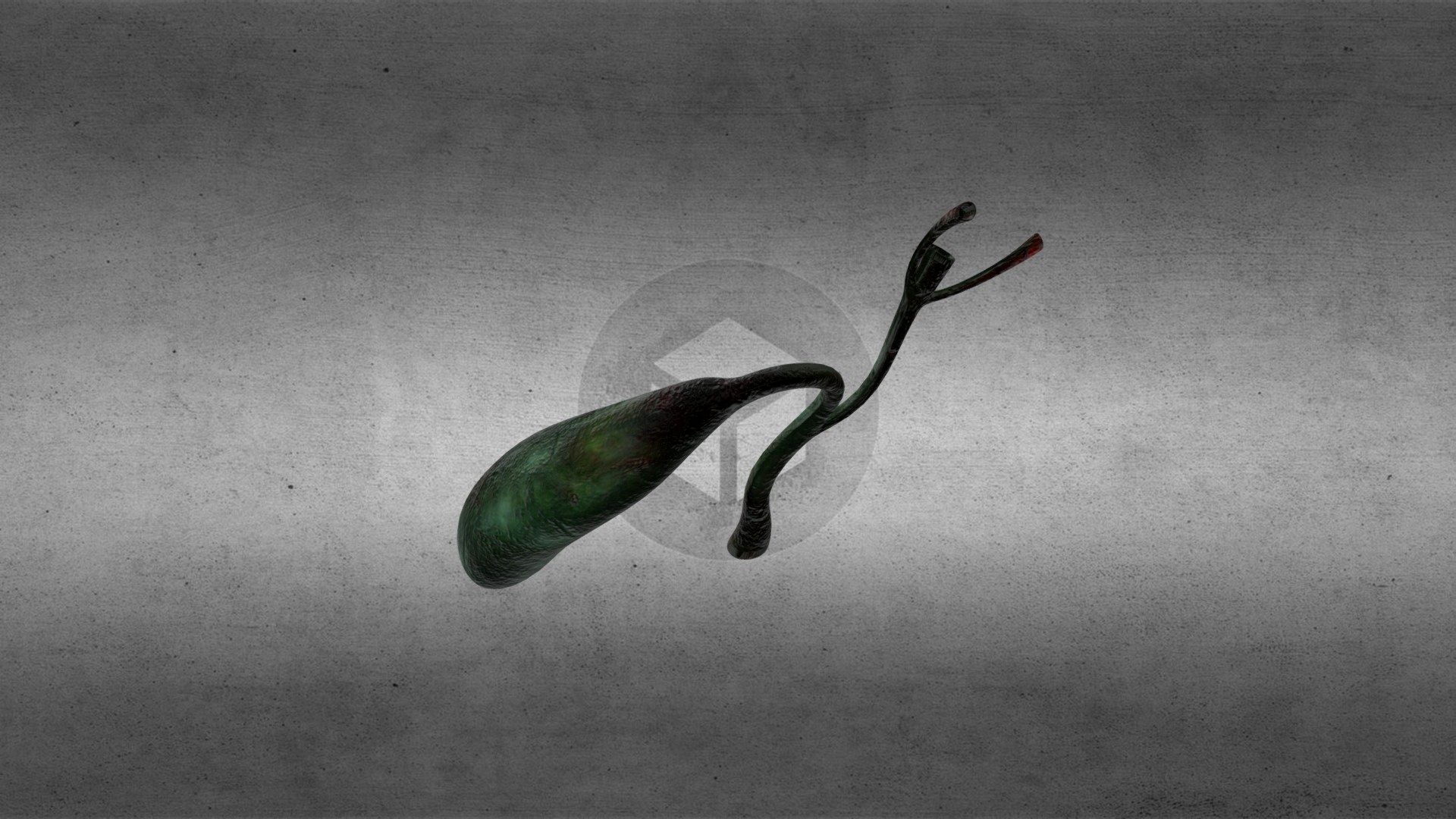 Human Gall Bladder Anatomy 3d model