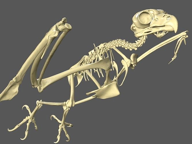 Owl Skeleton 3d model