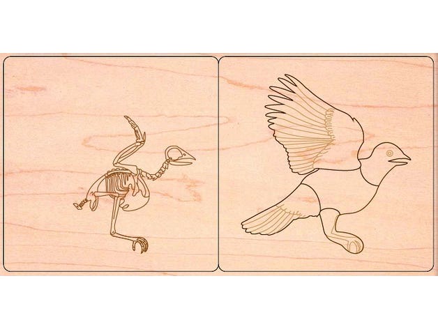 Bird anatomy zoology animal puzzle montessori for laser cut by atamblay ...