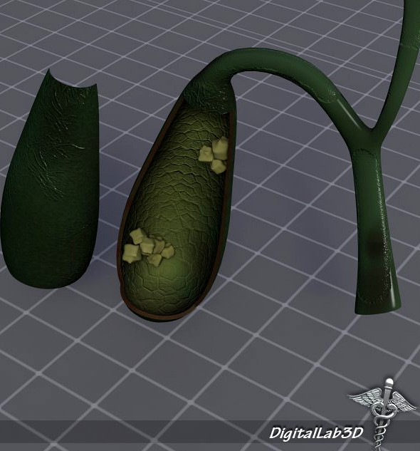Gall Bladder Anatomy 3D Model