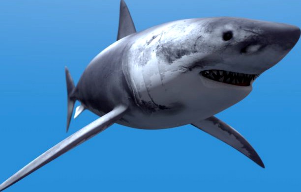 Great white shark 3D Model