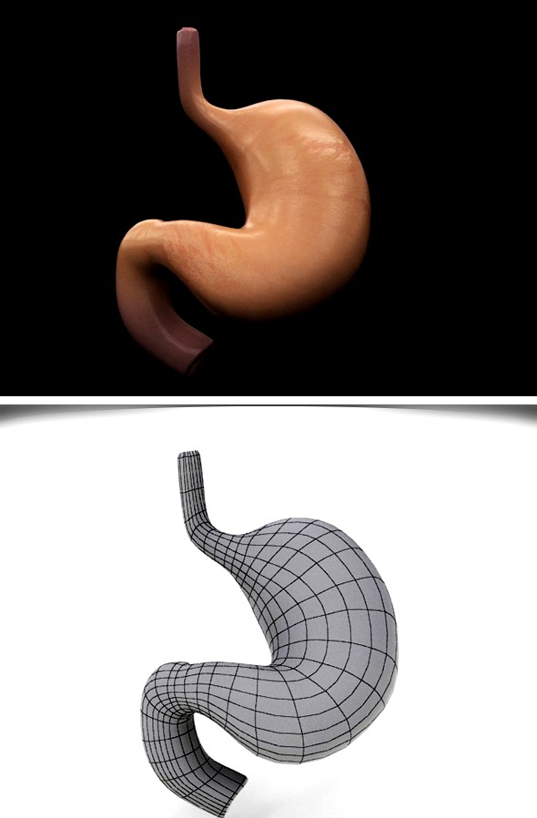 Realistic Human Stomach 3d model
