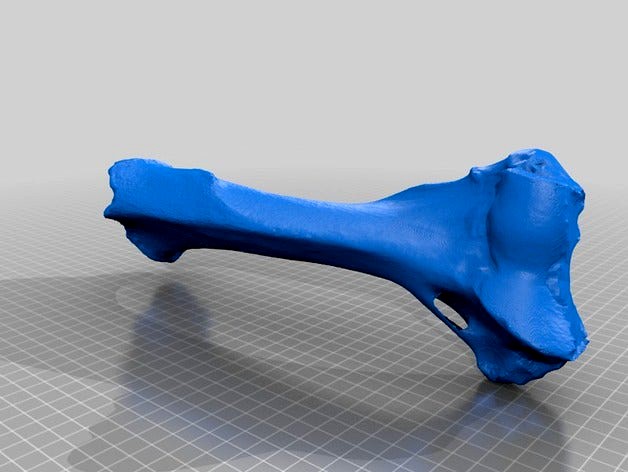 Subadult Sabertooth cat (Smilodon californicus) humerus by Clawsons 3d ...