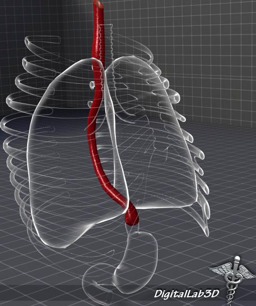 Esophagus Anatomy 3D Model