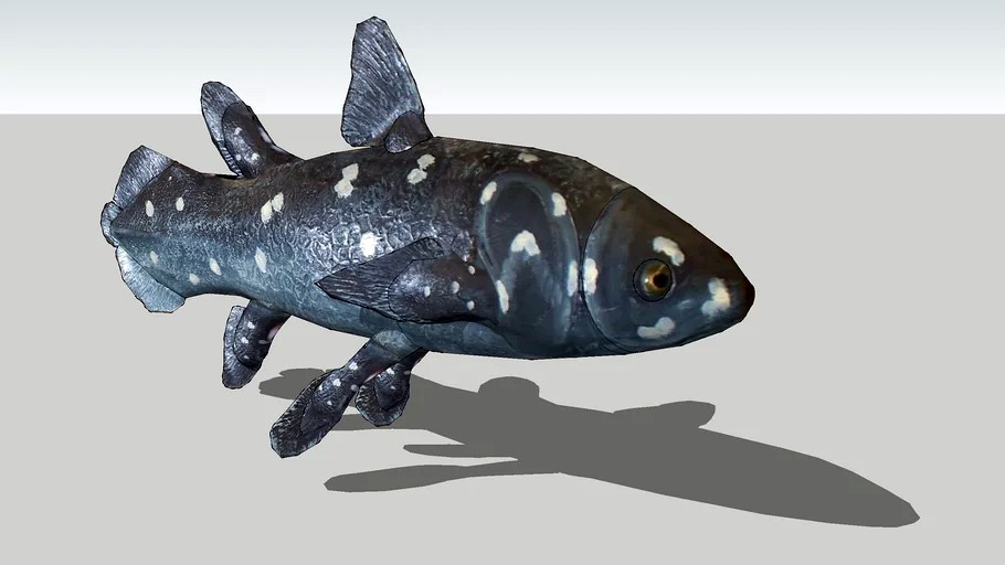 Coelacanth 3d model
