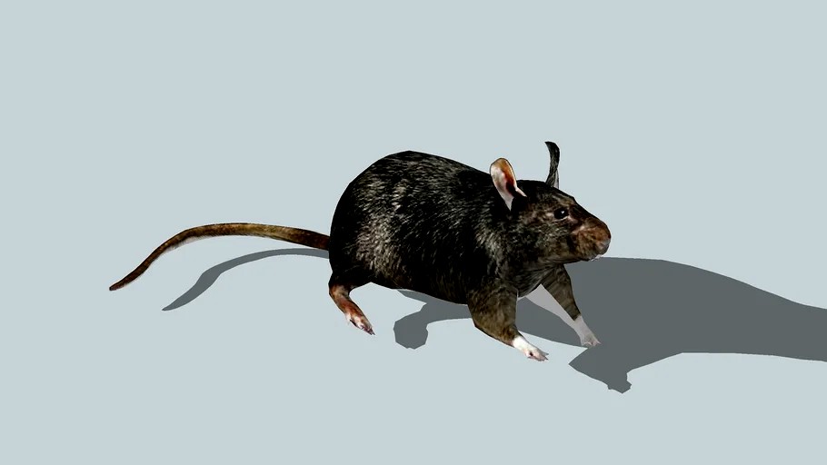 Big fat rat 3d model