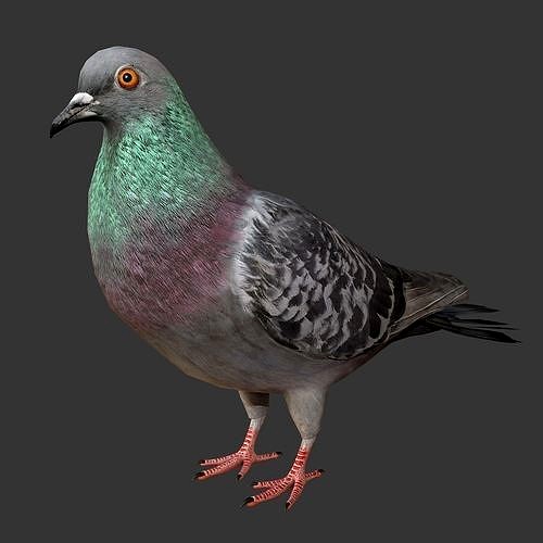 Pigeon Low Poly Rigged with high quality texture 3d model