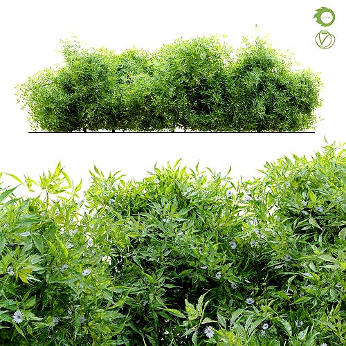 Gynatrix pulchella- hemp bush 3d model