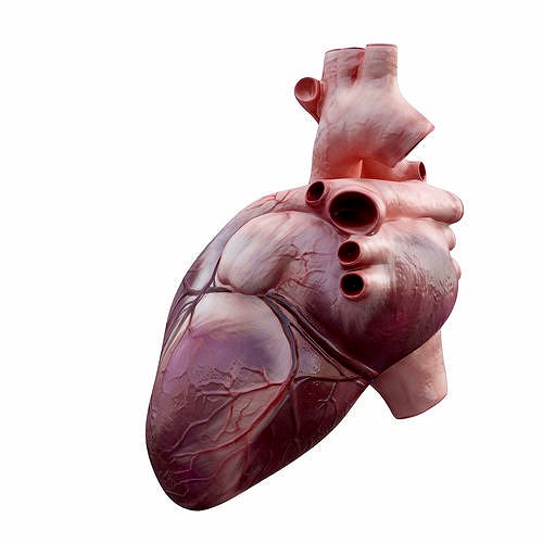 Heart Rigged 8K 3d model