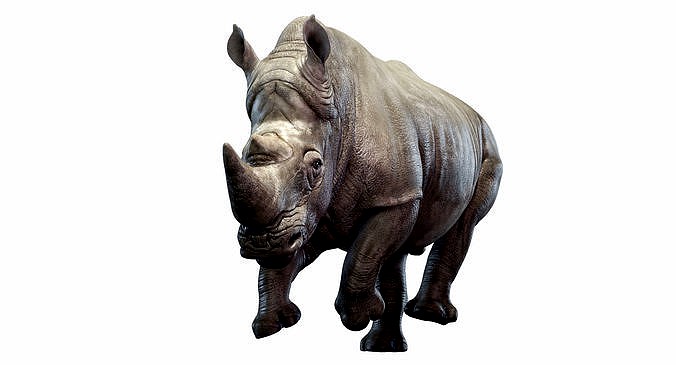 Rhino Animated 3d model
