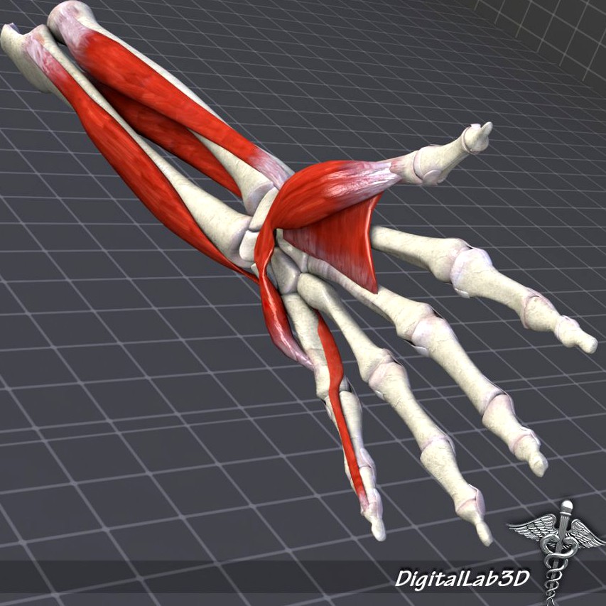 Human Forearm Bone and Muscle Structure3d model