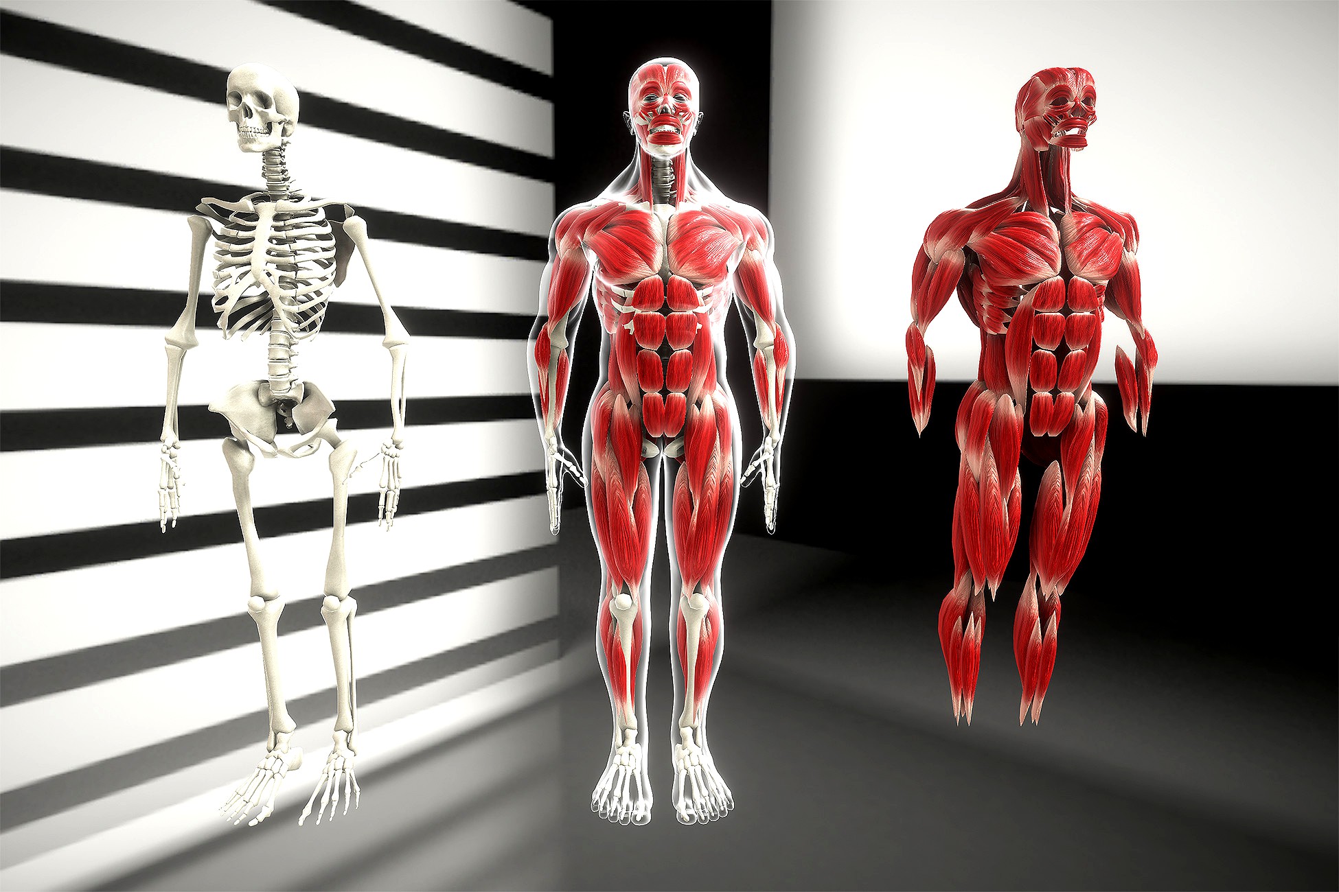Human Male Anatomy 3d model