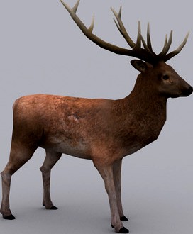 STAG with Native File 3d model