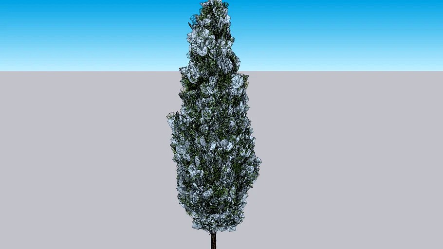 Cypress italian Tree 3d model