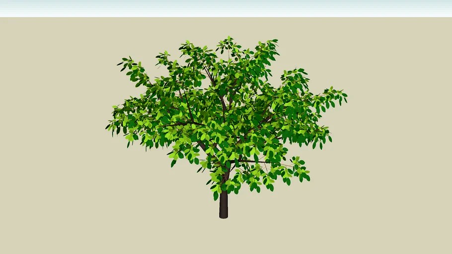 Small broadleaf tree 3d model