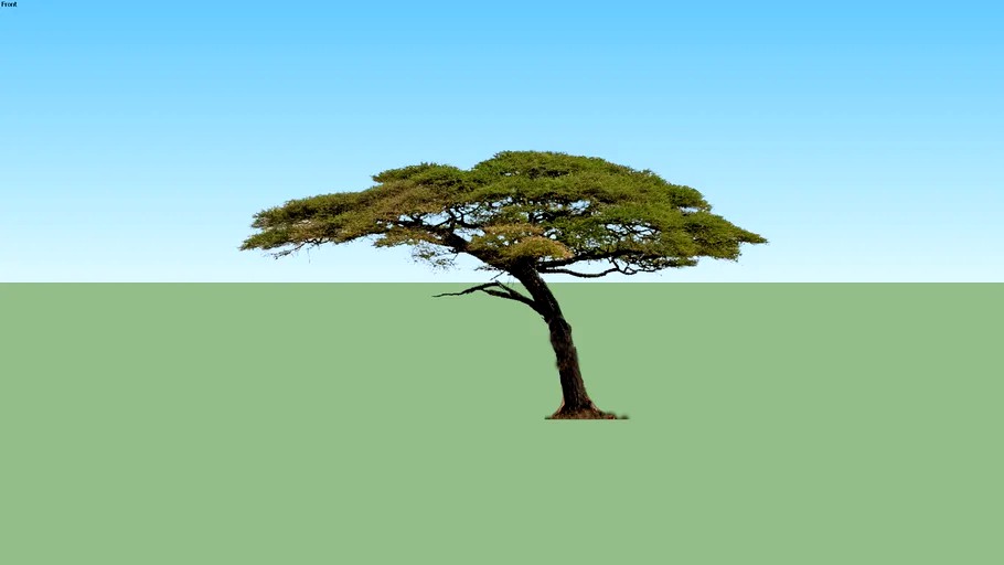 acacia tree 3d model