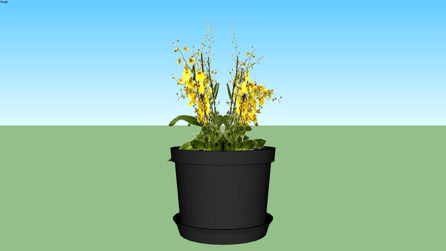 orchidée oncidium 3d model