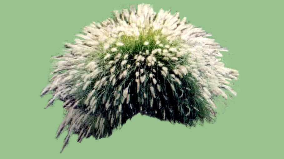 Pennisetum 'Dwarf Hameln' Grass 3d model