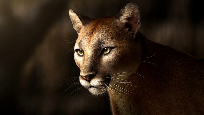 Puma Animated 3d model