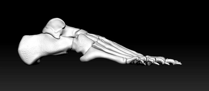 Foot skeleton 3d model