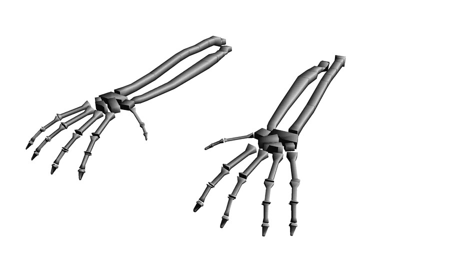 Skeleton Hands and Lower Arms 3d model
