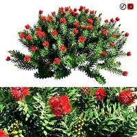 Callistemon Citrinus Little John - Dwarf Red Bottlebrush 3d model