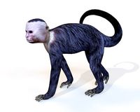 Capuchin 3d models