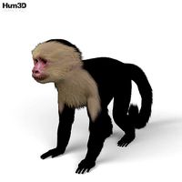 Capuchin 3d models