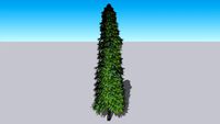 asopalav tree 3d model - ashoka tree - polygonia longifolia